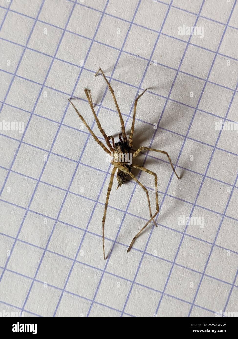 Cardinal Spider (Tegenaria parietina), Arachnida, 24610 Montpeyroux ...