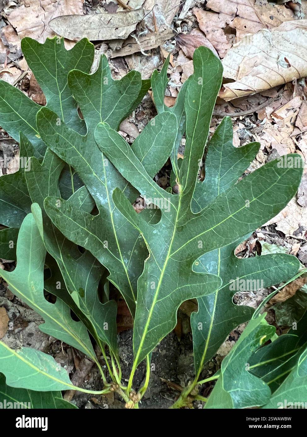 white oak (Quercus alba), Plantae, Druid Hill Park, Baltimore, MD, USA ...