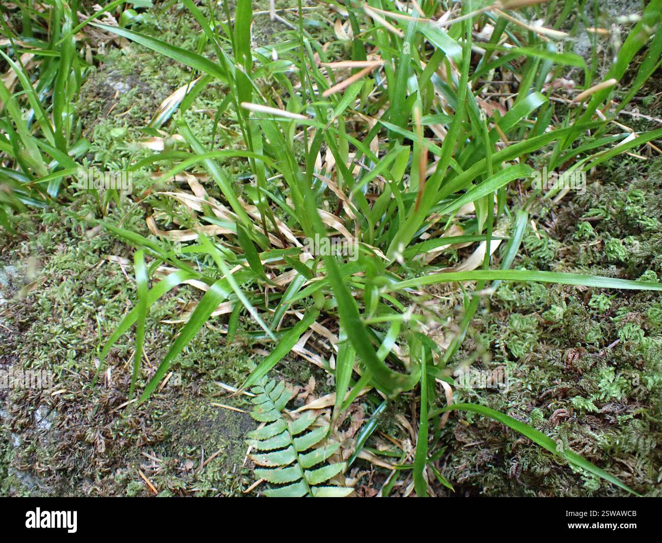 Small-flower Woodrush (Luzula parviflora), Plantae, West Vancouver, BC ...