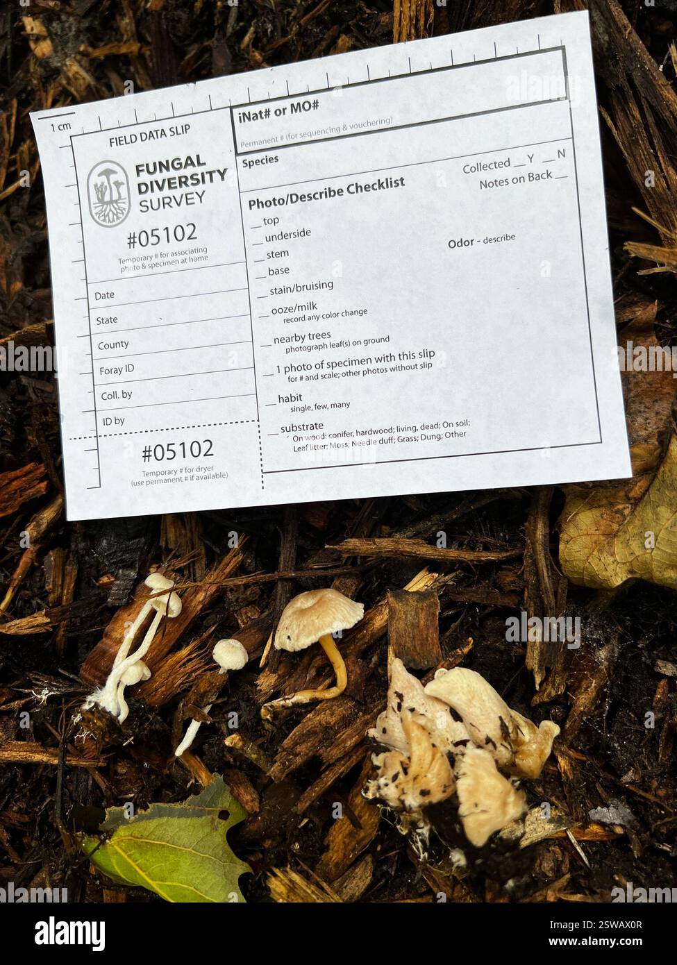 (Claudopus), Fungi, Alley Pond Park, New York, NY, US, Smell of ...