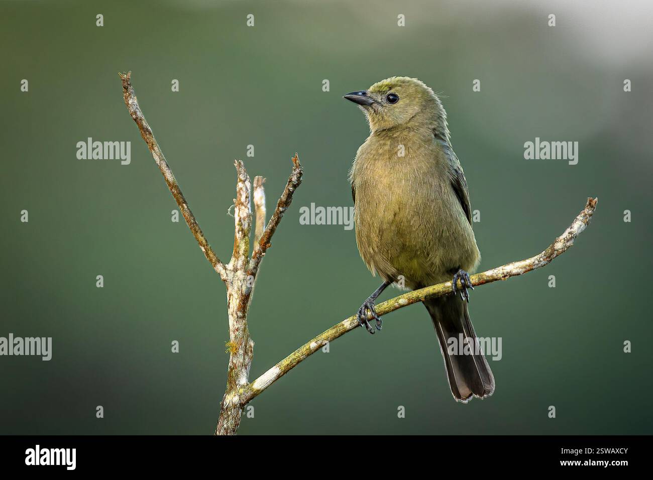 palm tanager (Thraupis palmarum) image taken in Panama Stock Photo - Alamy