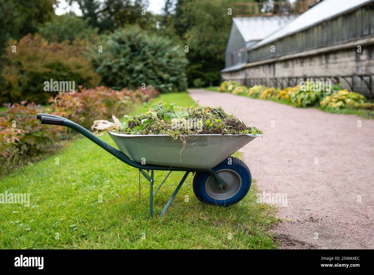 Wheelbarrow filled with mulch and compost made from leaves and organic ...