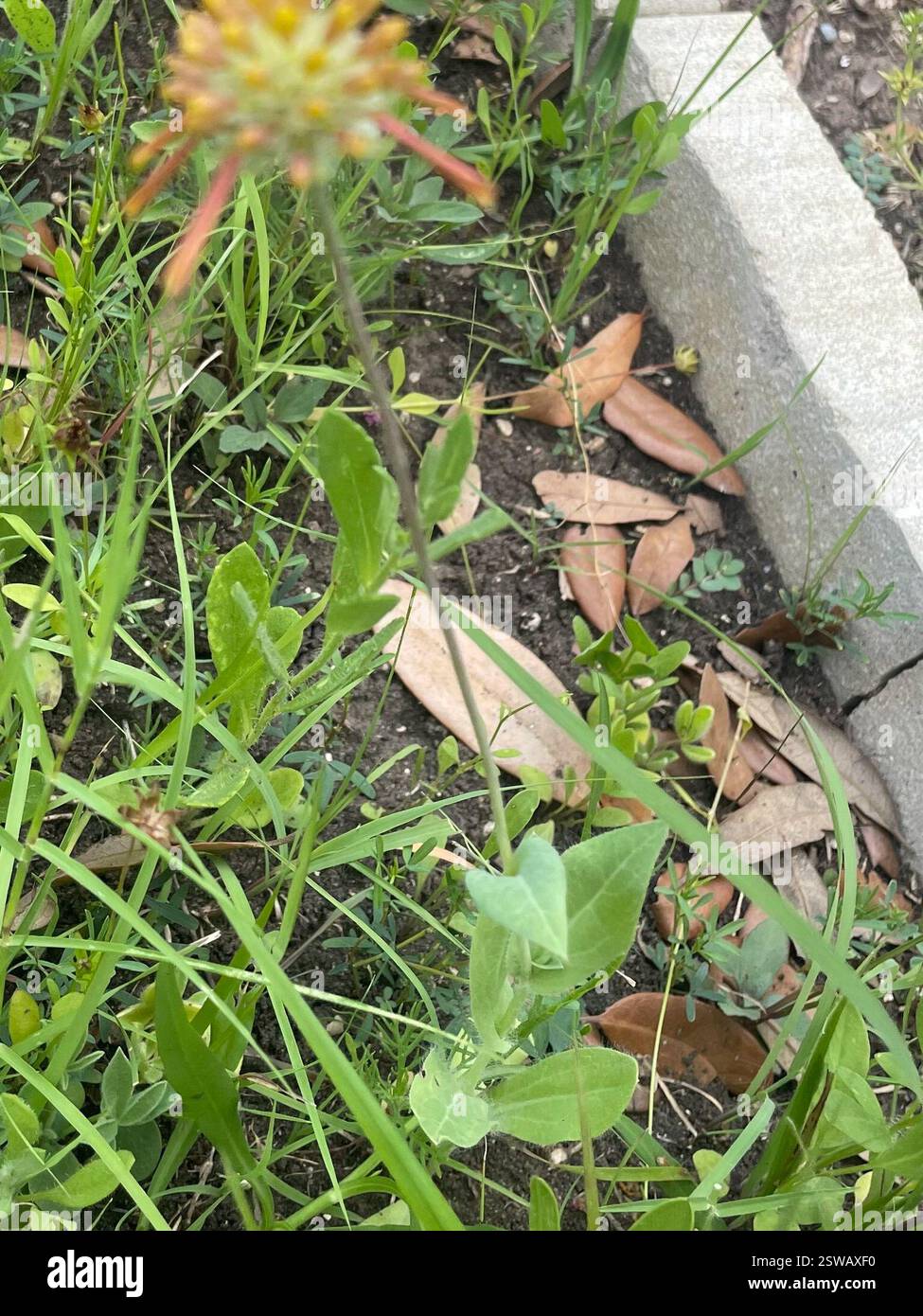 Huisache Daisy (Amblyolepis setigera), Plantae, Overdowns Dr, Plano, TX ...