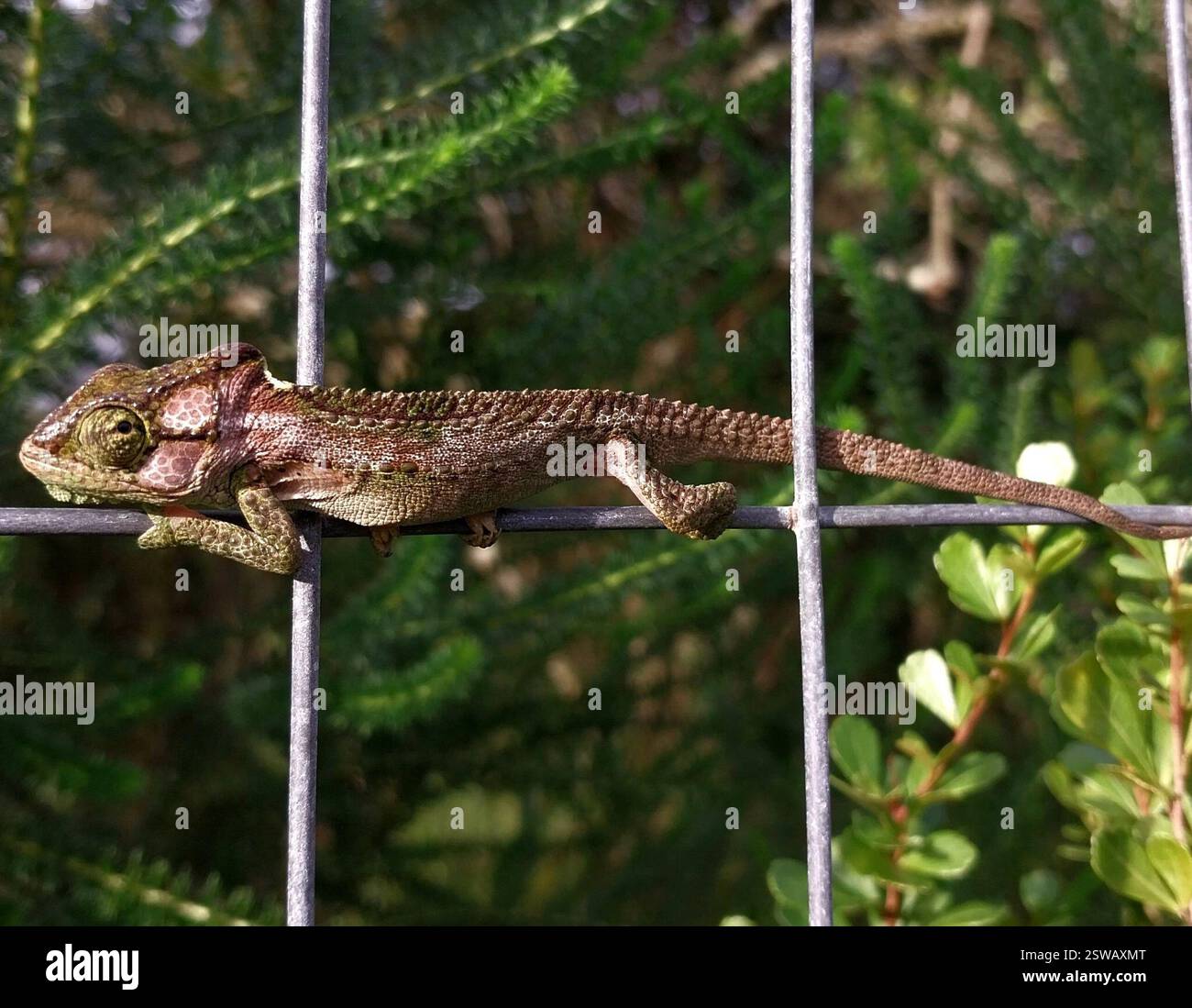 Knysna Dwarf Chameleon (Bradypodion damaranum), Reptilia, Campher's ...