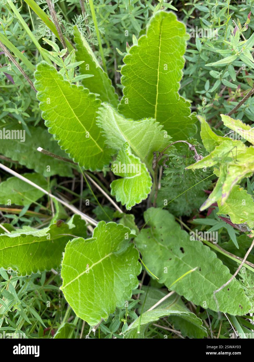 common hedge-nettle (Betonica officinalis), Plantae, Лямбирский р-н ...