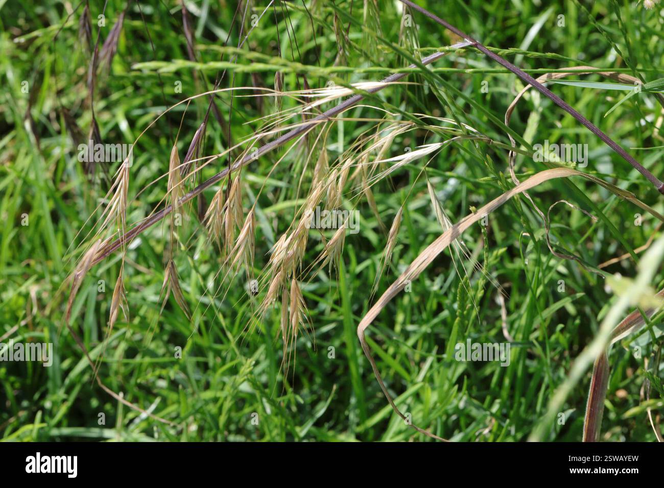 Barren Brome (Bromus sterilis), Plantae, Spike Island, Lower Church ...