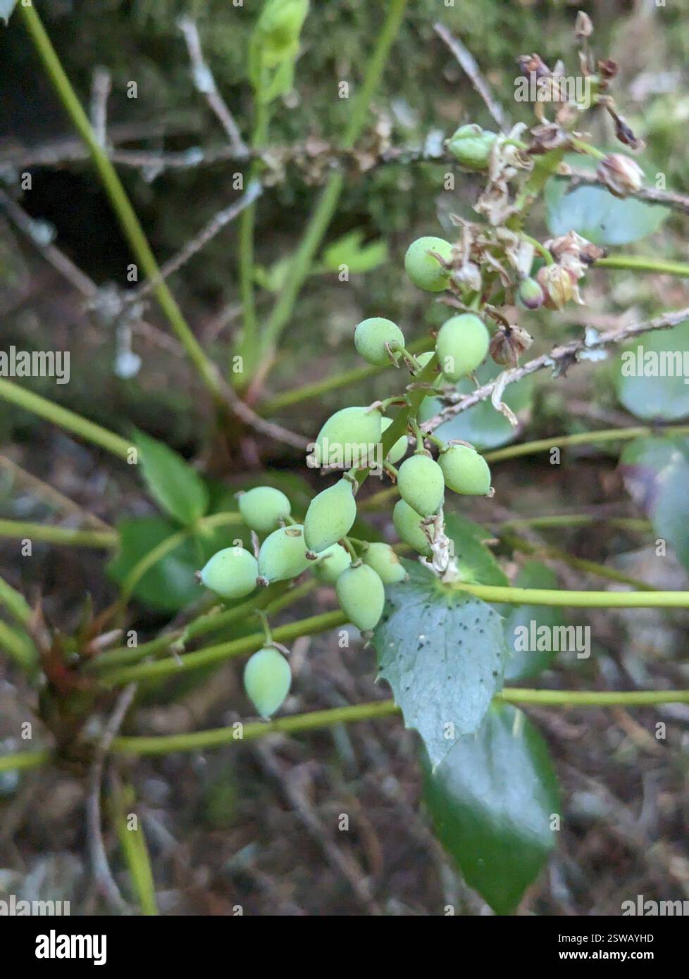 Cascade Oregon-grape (Berberis nervosa), Plantae, West Vancouver, BC ...
