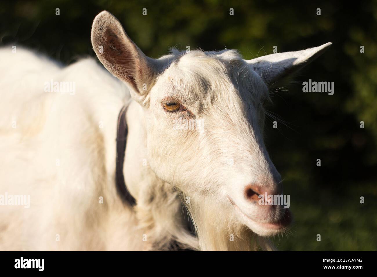 Goat chewing food in village hi-res stock photography and images - Alamy