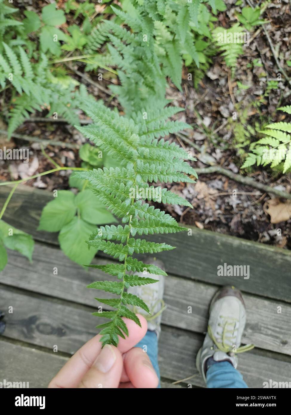 crested wood fern (Dryopteris cristata), Plantae, Ripley Township, OH ...