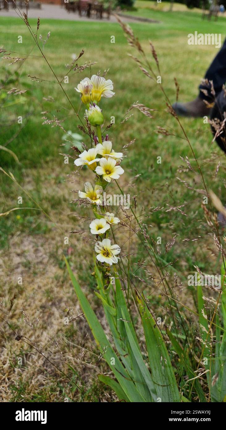 pale yellow-eyed grass (Sisyrinchium striatum), Plantae, Meriden ...