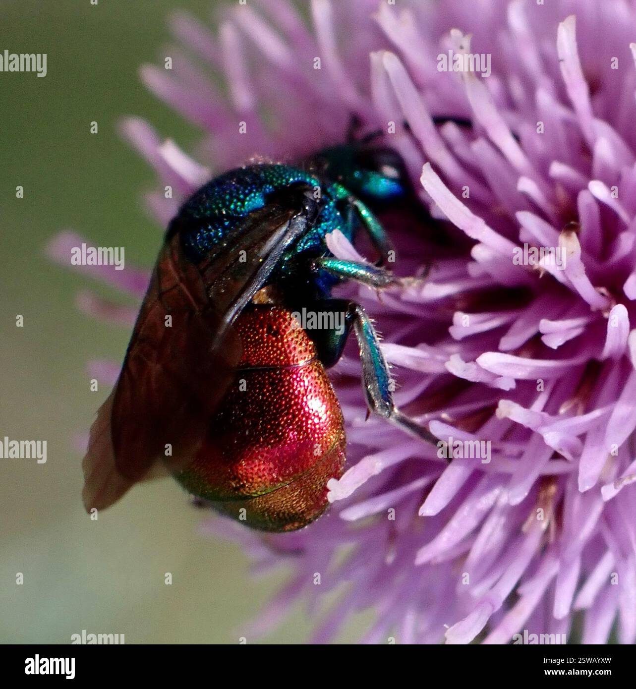 (Hedychrum), Insecta, Utrechtse Heuvelrug National Park, Leersum ...