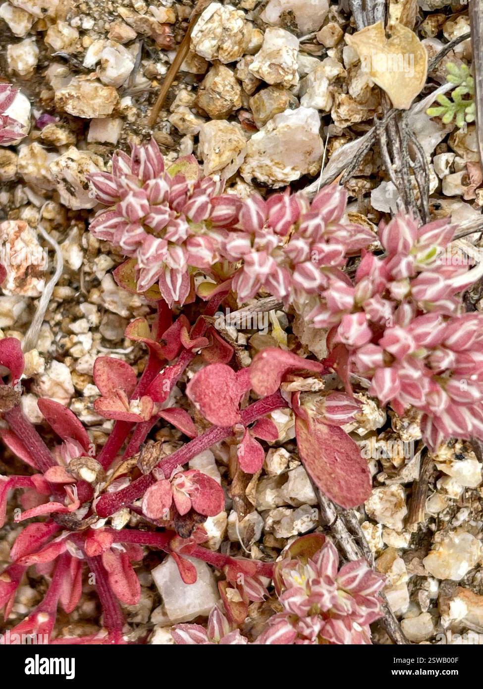 fourleaf manyseed (Polycarpon tetraphyllum), Plantae, Garrapata State ...