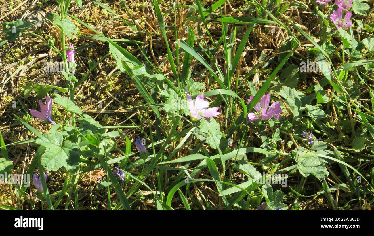 (Malva erecta), Plantae, Дербент, Респ. Дагестан, Россия Stock Photo ...