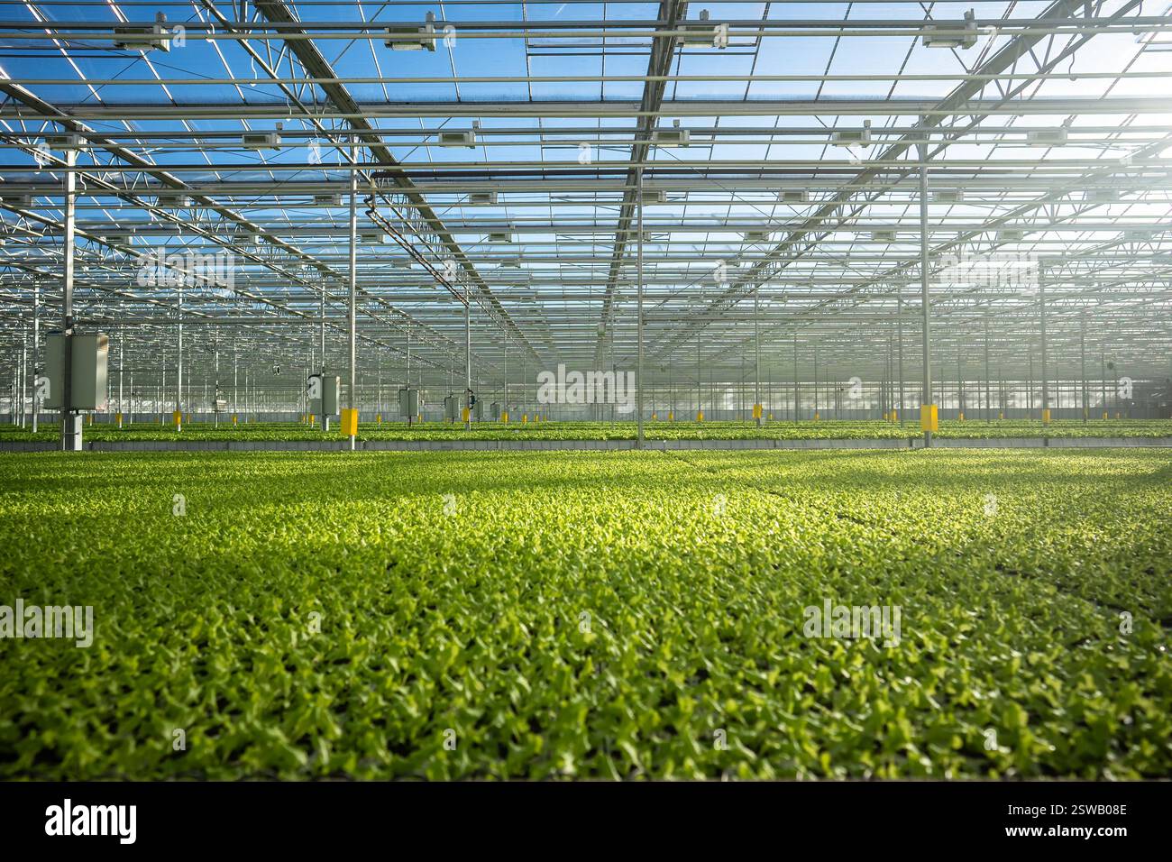 Frillice lettuce in smart greenhouse with automated irrigation, climate ...