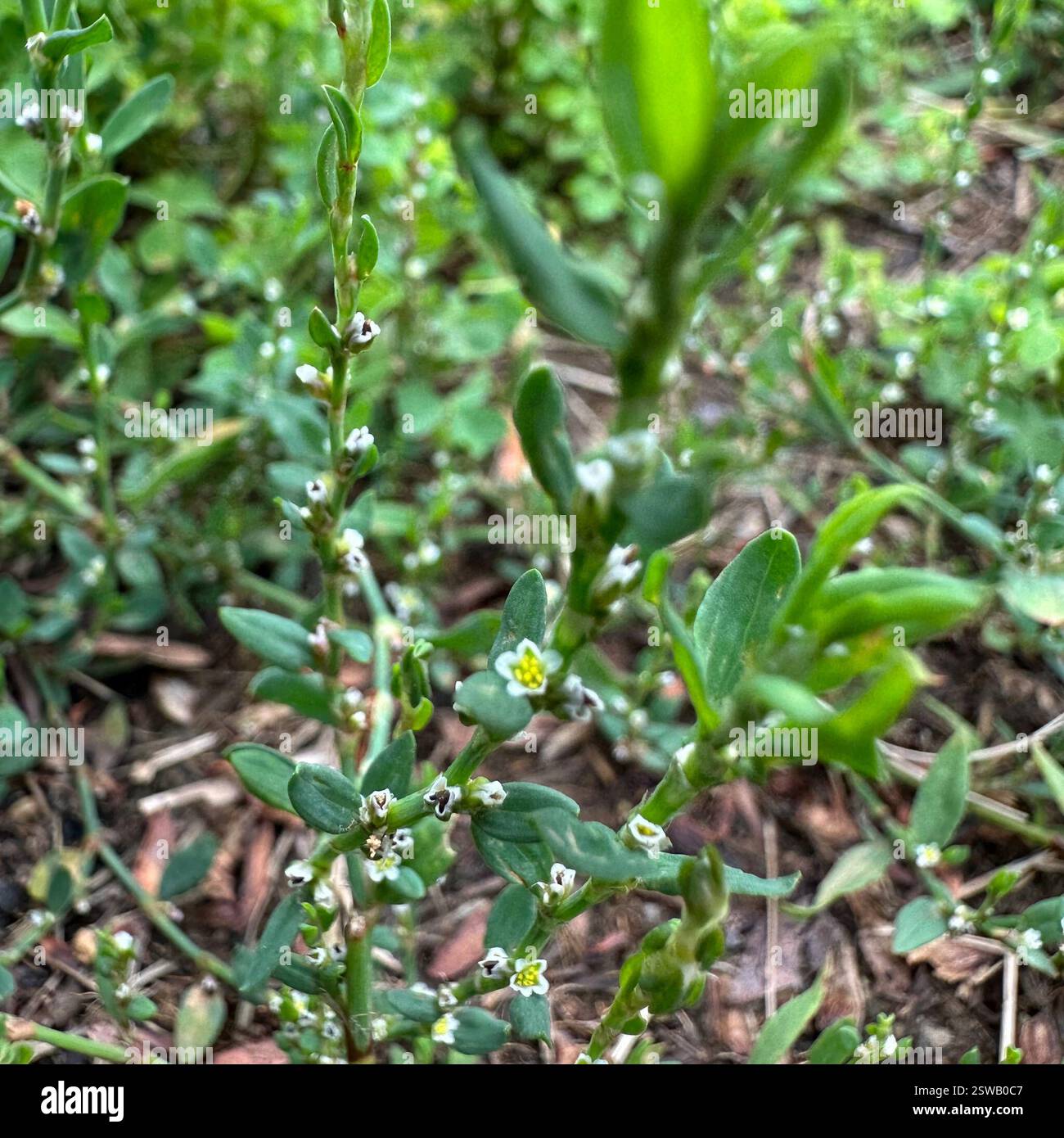 Prostrate Knotweed (Polygonum aviculare), Plantae, Kentucky, US Stock ...