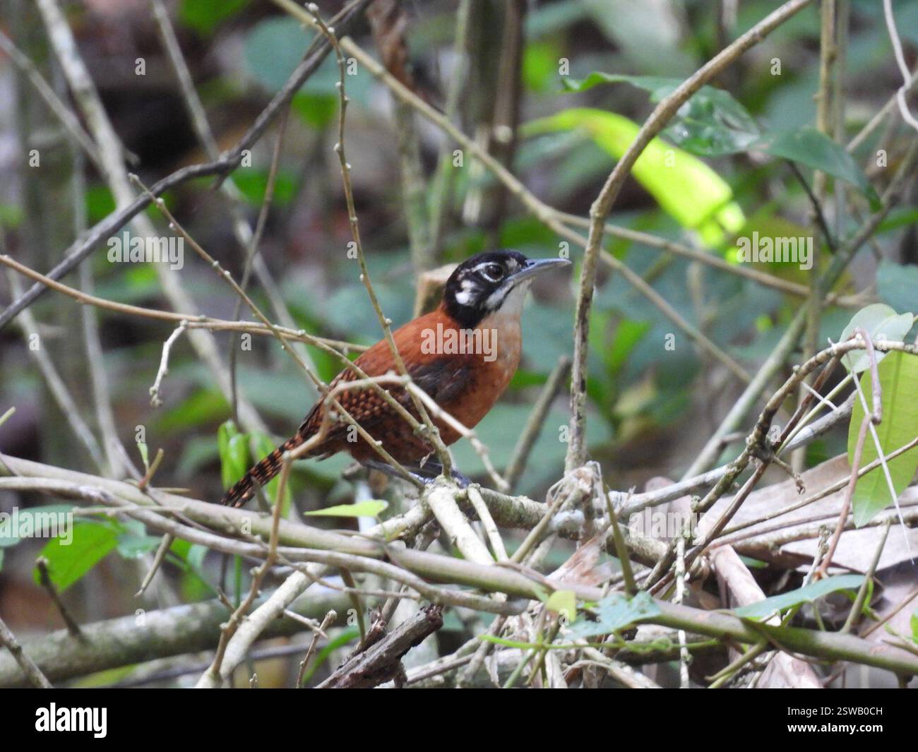 Bay Wren (Cantorchilus nigricapillus), Aves, Panama Stock Photo - Alamy