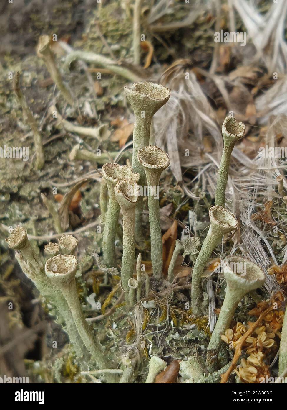 Trumpet Lichen (Cladonia fimbriata), Fungi, Новосибирская обл., Россия ...