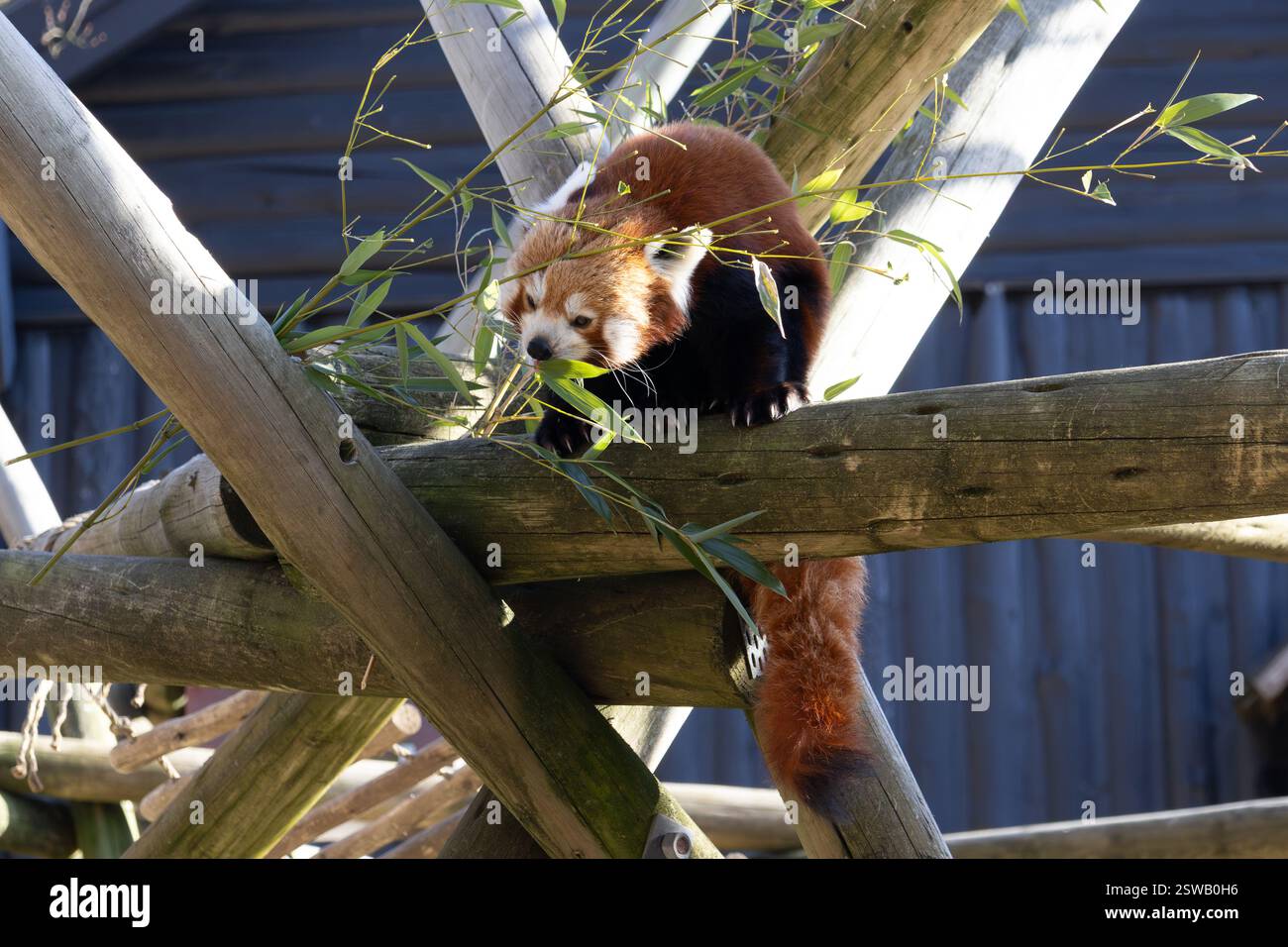 A red panda (Ailurus fulgens) perched on a wooden structure, surrounded ...