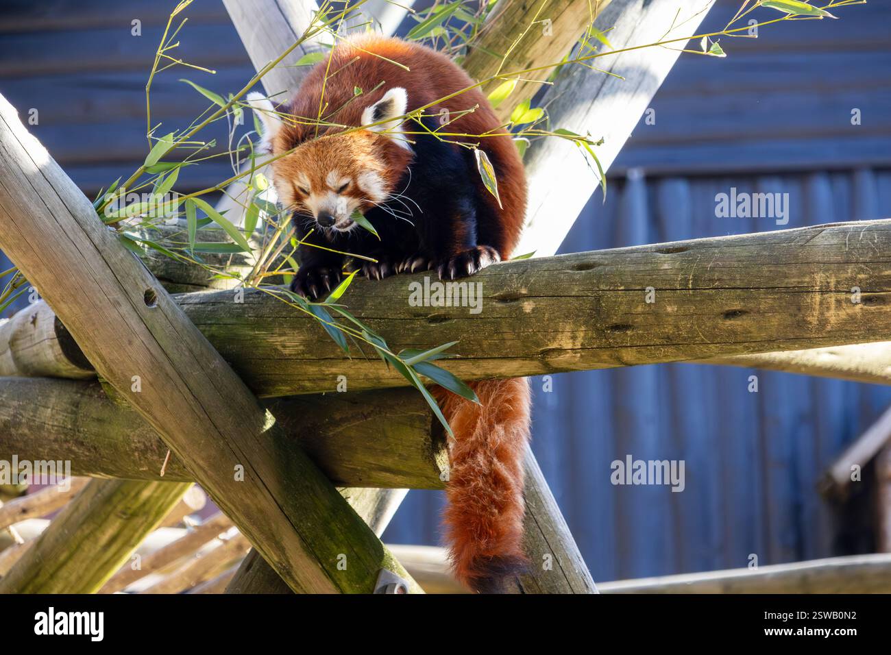 A curious red panda (Ailurus fulgens) exploring its surroundings ...
