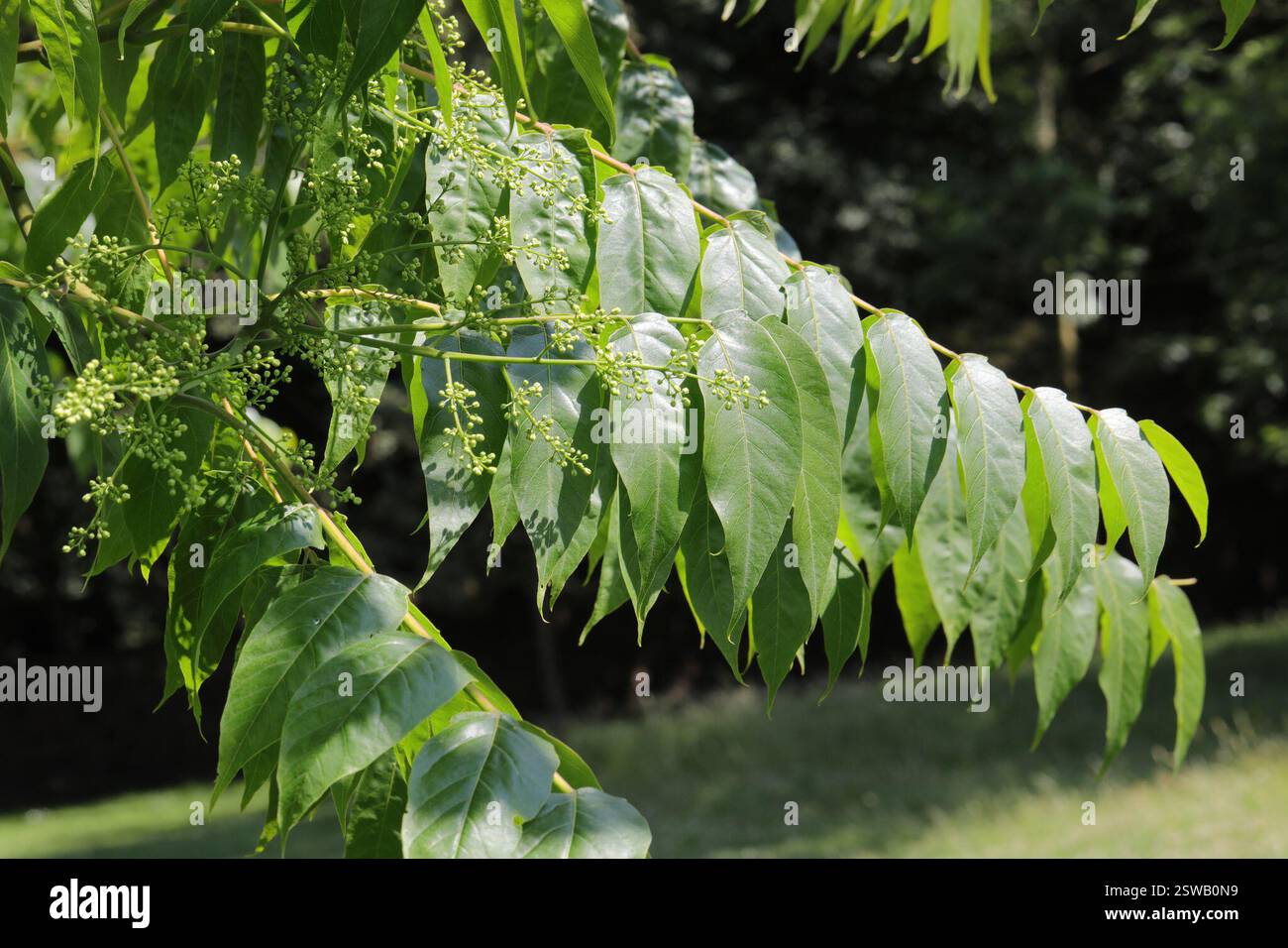Manna ash (Fraxinus ornus), Plantae, Calderstones Park, Yewtree Road ...