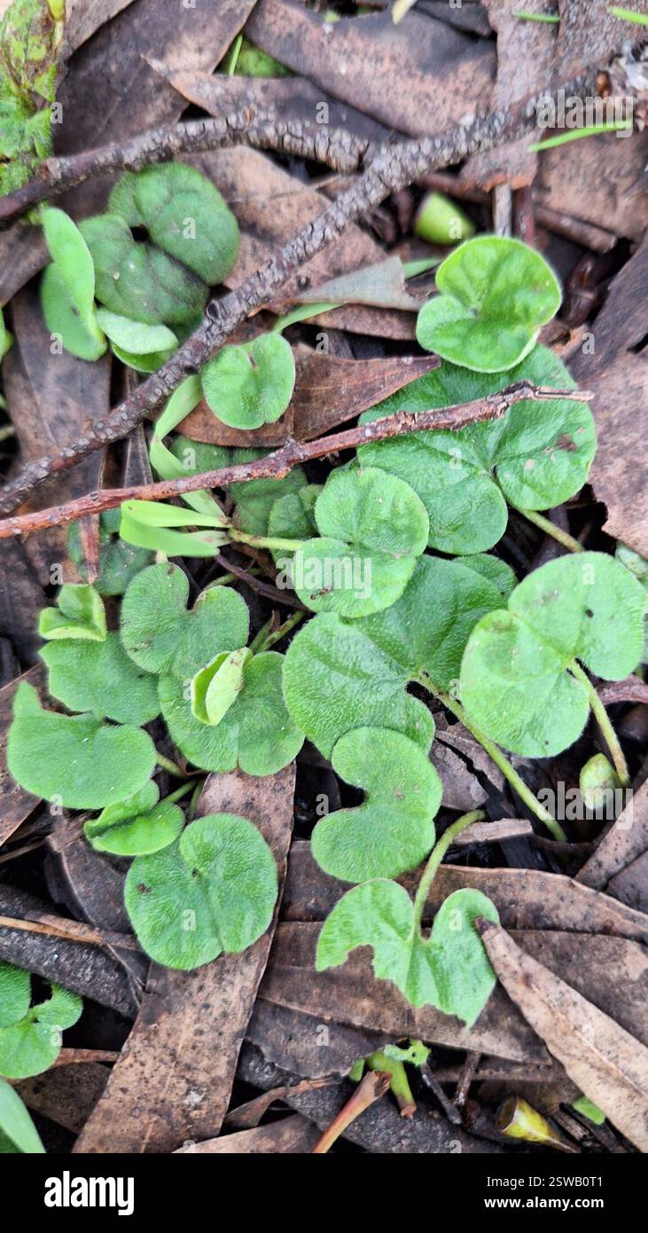 kidney weed (Dichondra repens), Plantae, Aberfoyle Park SA 5159 ...