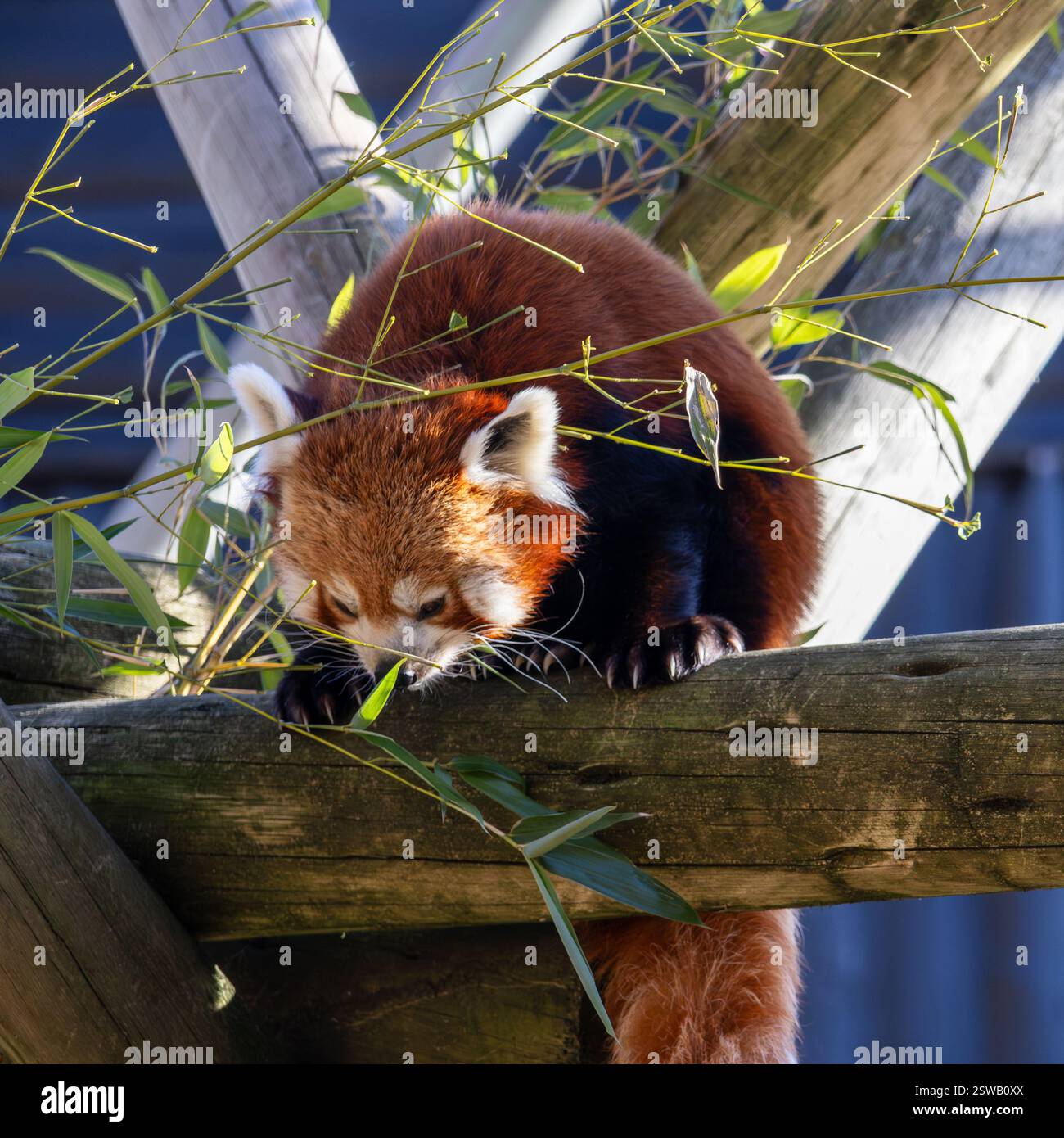 A red panda (Ailurus fulgens) perched on a wooden structure, surrounded ...