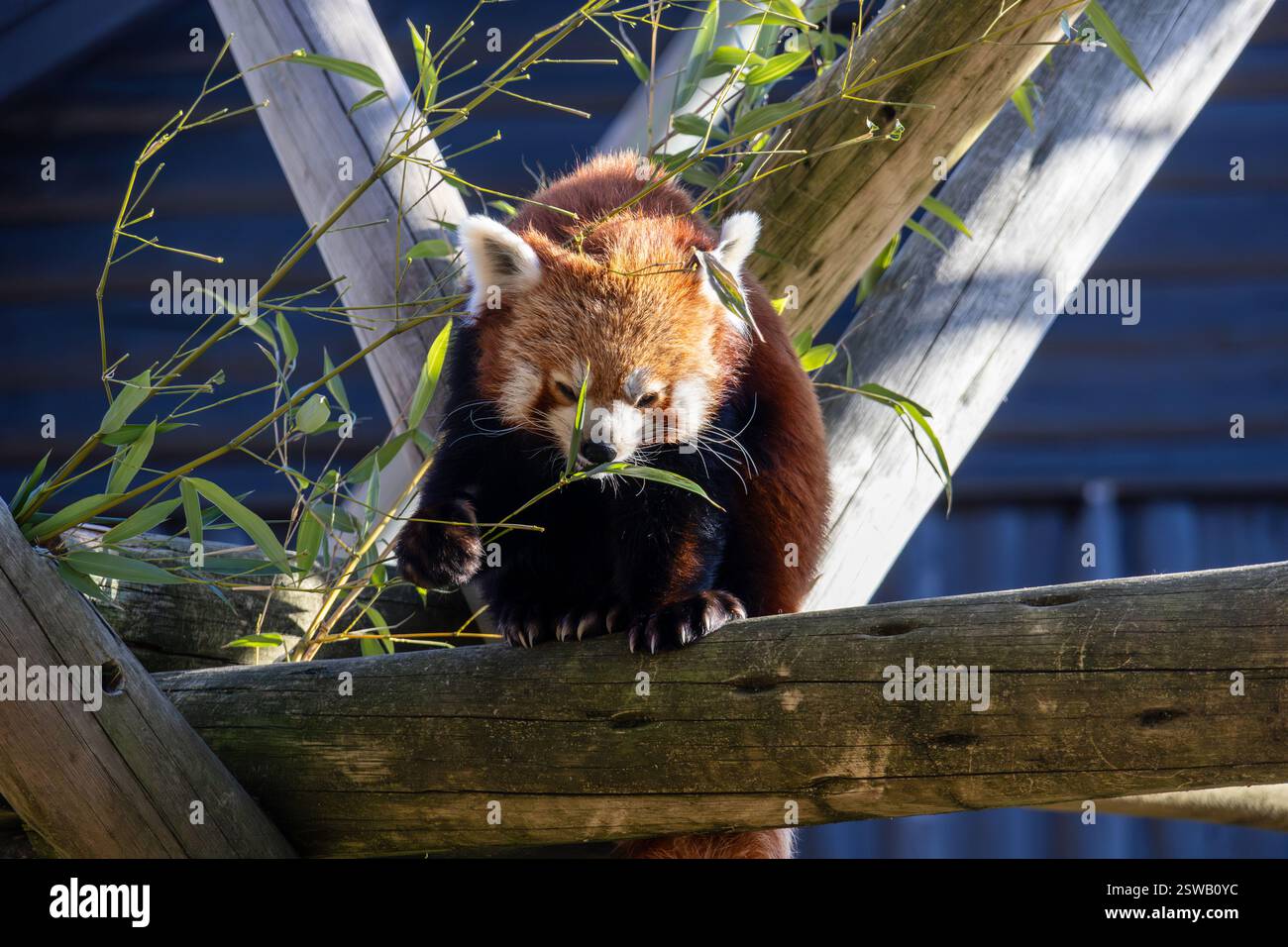 A red panda (Ailurus fulgens) perched on a wooden structure, surrounded ...