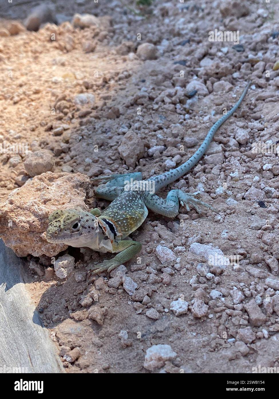 Eastern Collared Lizard (Crotaphytus collaris), Reptilia, Palo Duro ...