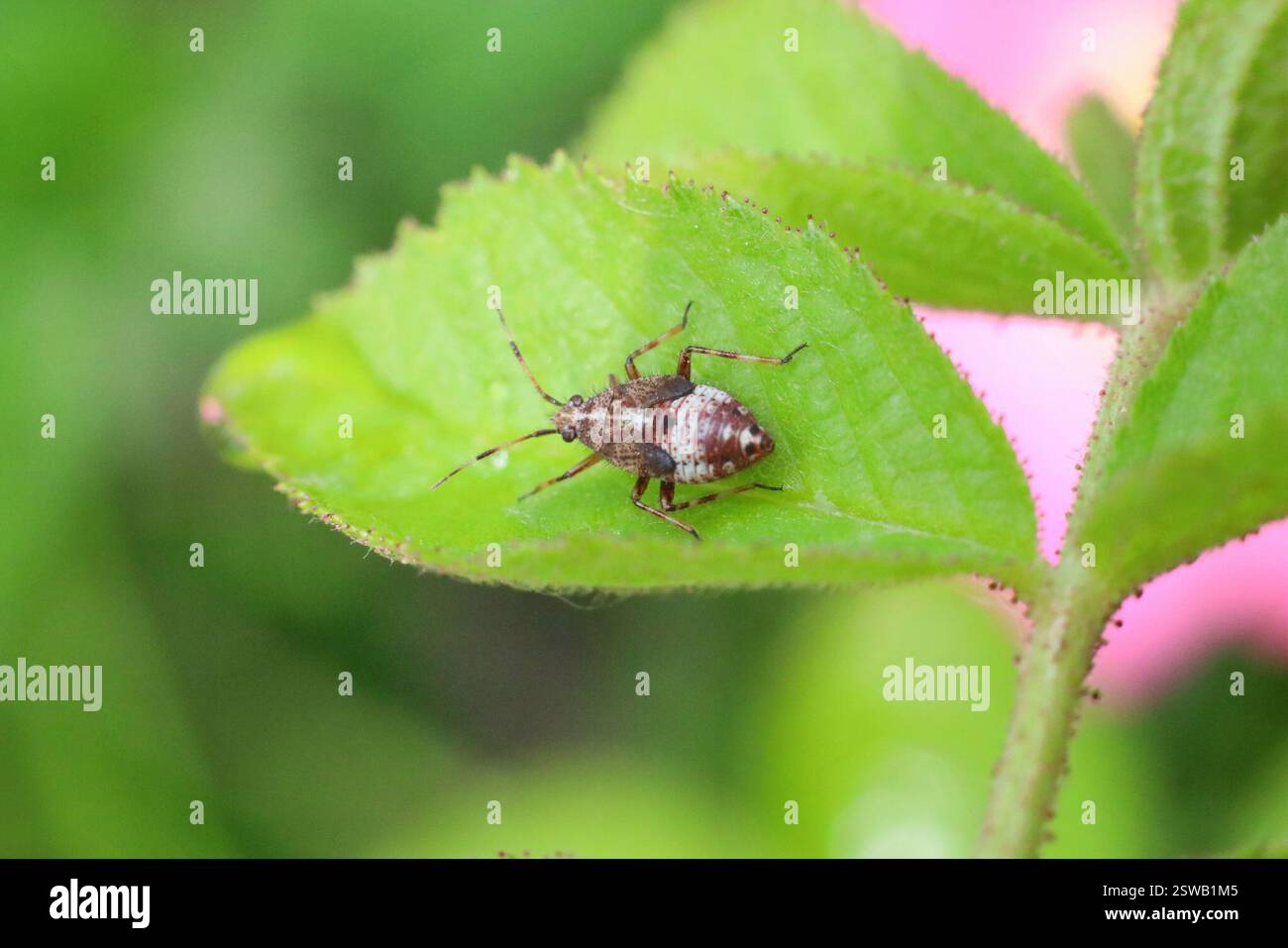 (Deraeocoris flavilinea), Insecta, Bradley Stoke, Bristol, UK Stock ...