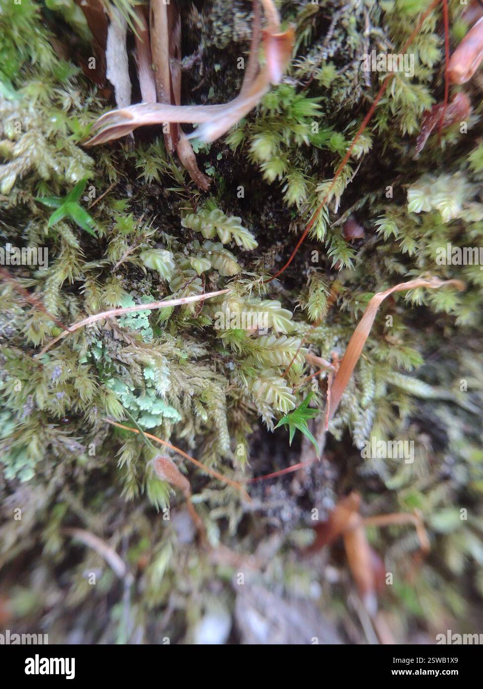 Greater Featherwort (Plagiochila asplenioides), Plantae, Powiat ...