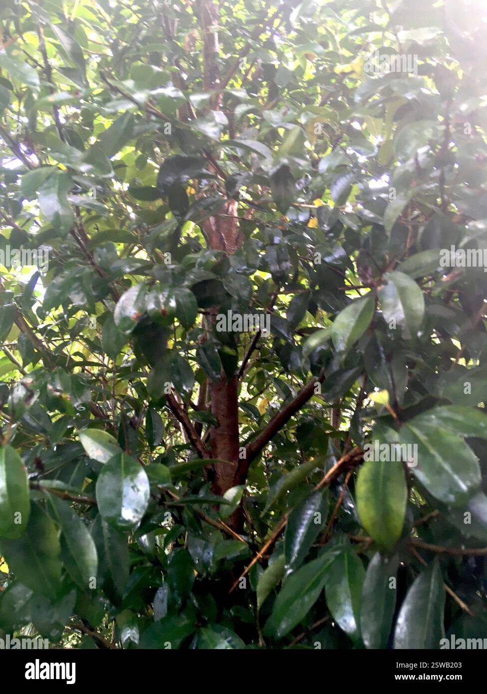 Brush Cherry (Syzygium paniculatum), Plantae, Greenhithe, North ...