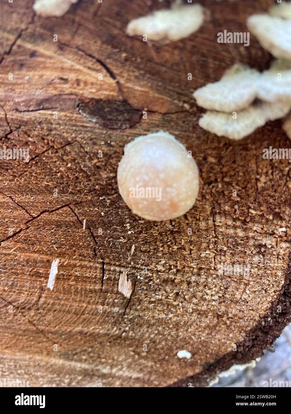 False Puffball (Reticularia lycoperdon), Protozoa, Henry Cowell ...