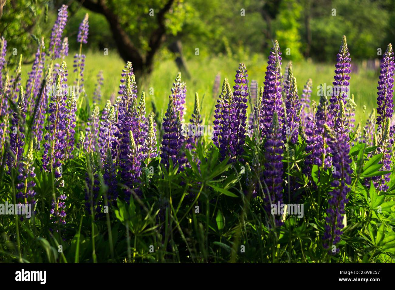 Purple lupins in a field against a background of trees of the forest ...