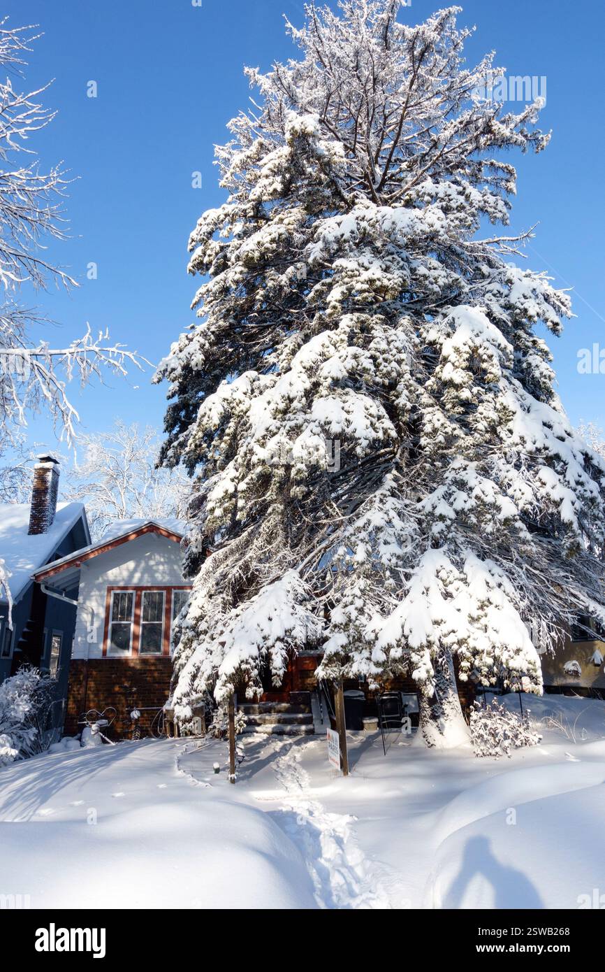 This photographers house dwarfed by a giant pine tree covered with a ...