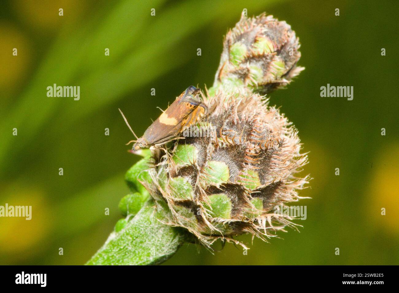 Common Drill (Dichrorampha petiverella), Insecta, Innerbraz, Österreich ...