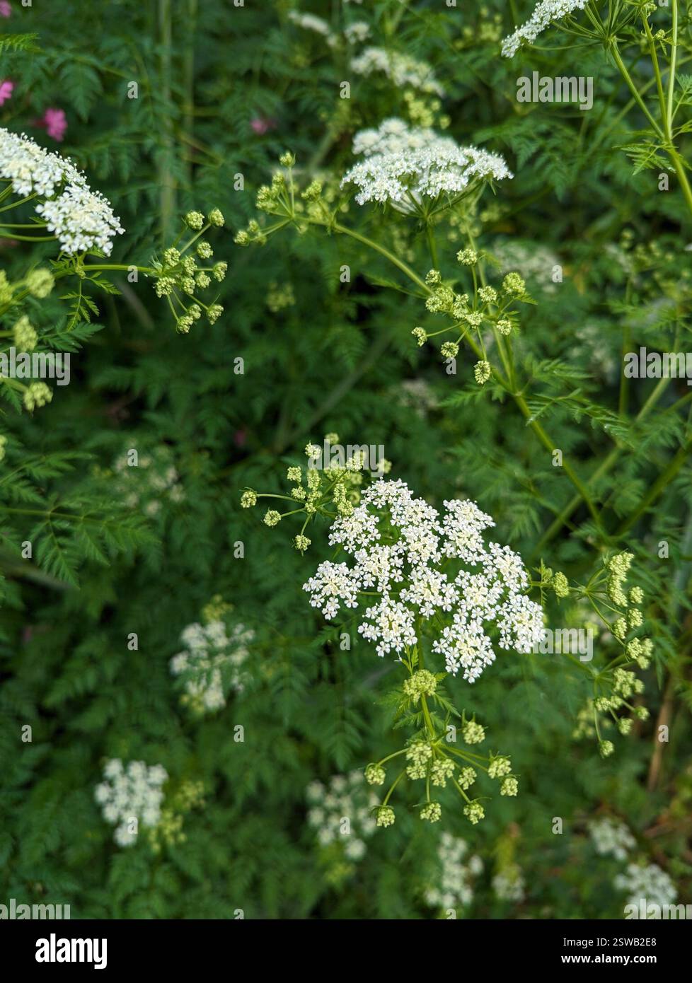 poison hemlock (Conium maculatum), Plantae, Cubert, Newquay TR8 5HH, UK ...