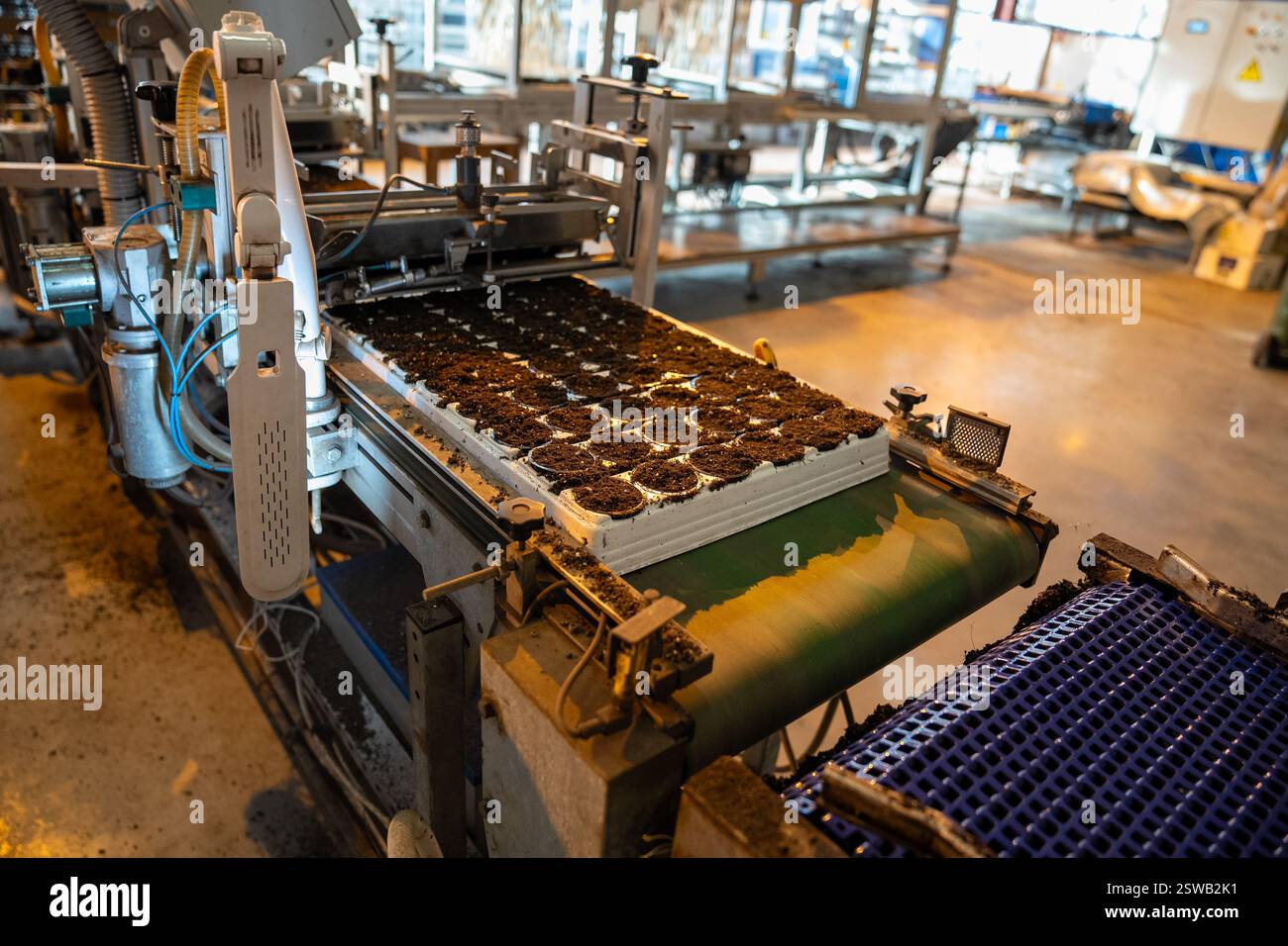 Pots receive soil mix in automatic pallet fill process in industrial laboratory. Precision ...