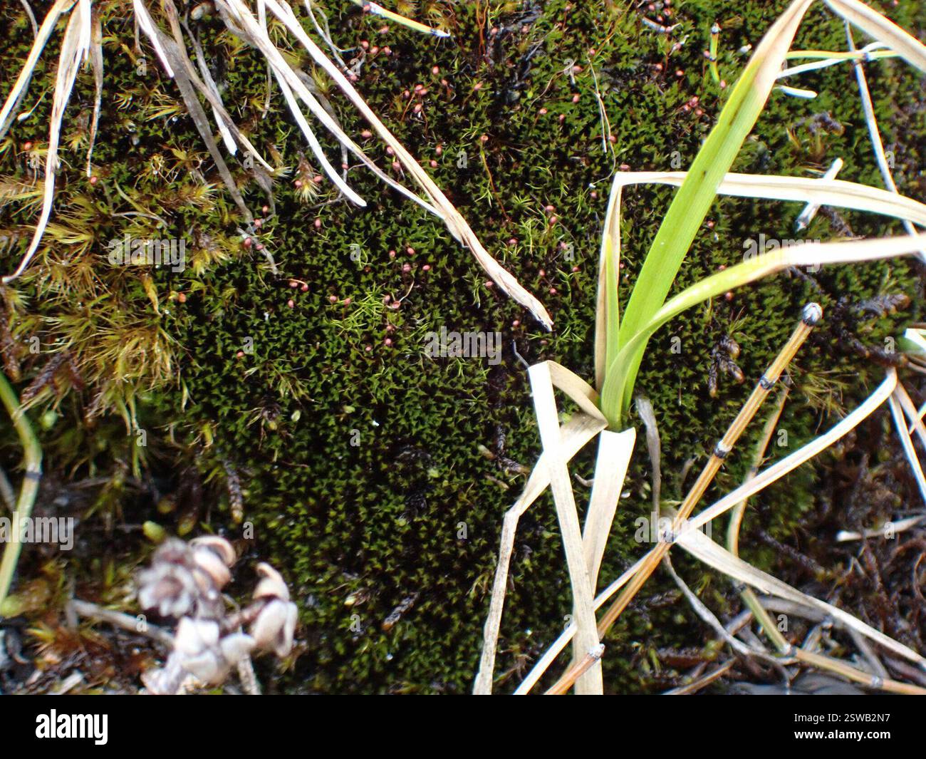 The yukon club hi-res stock photography and images - Alamy