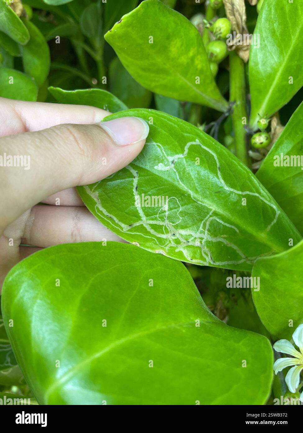 (Ophiomyia cornuta), Insecta, Hawaii, Hawaii, United States, Leafminer ...
