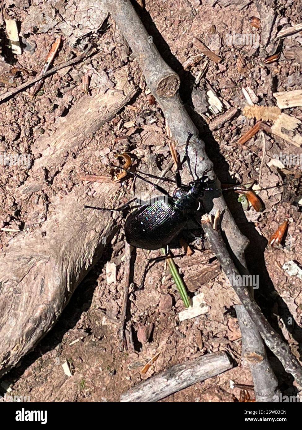 Cold-country Caterpillar Hunter (Calosoma frigidum), Insecta, Shuniah ...