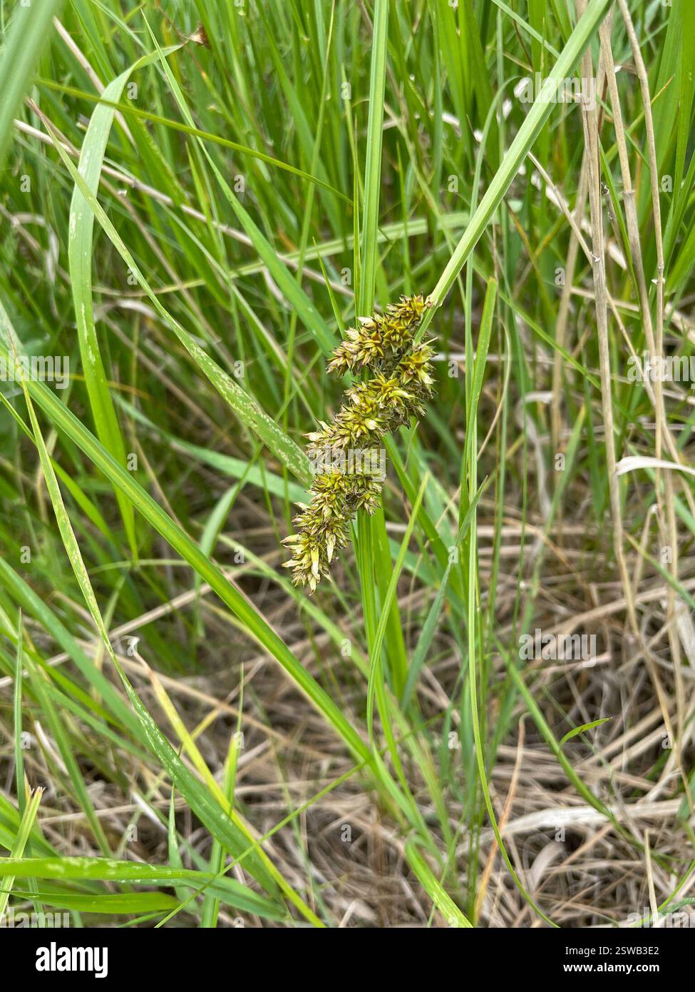 True Fox-sedge (Carex vulpina), Plantae, Инсар, Респ. Мордовия, Россия ...