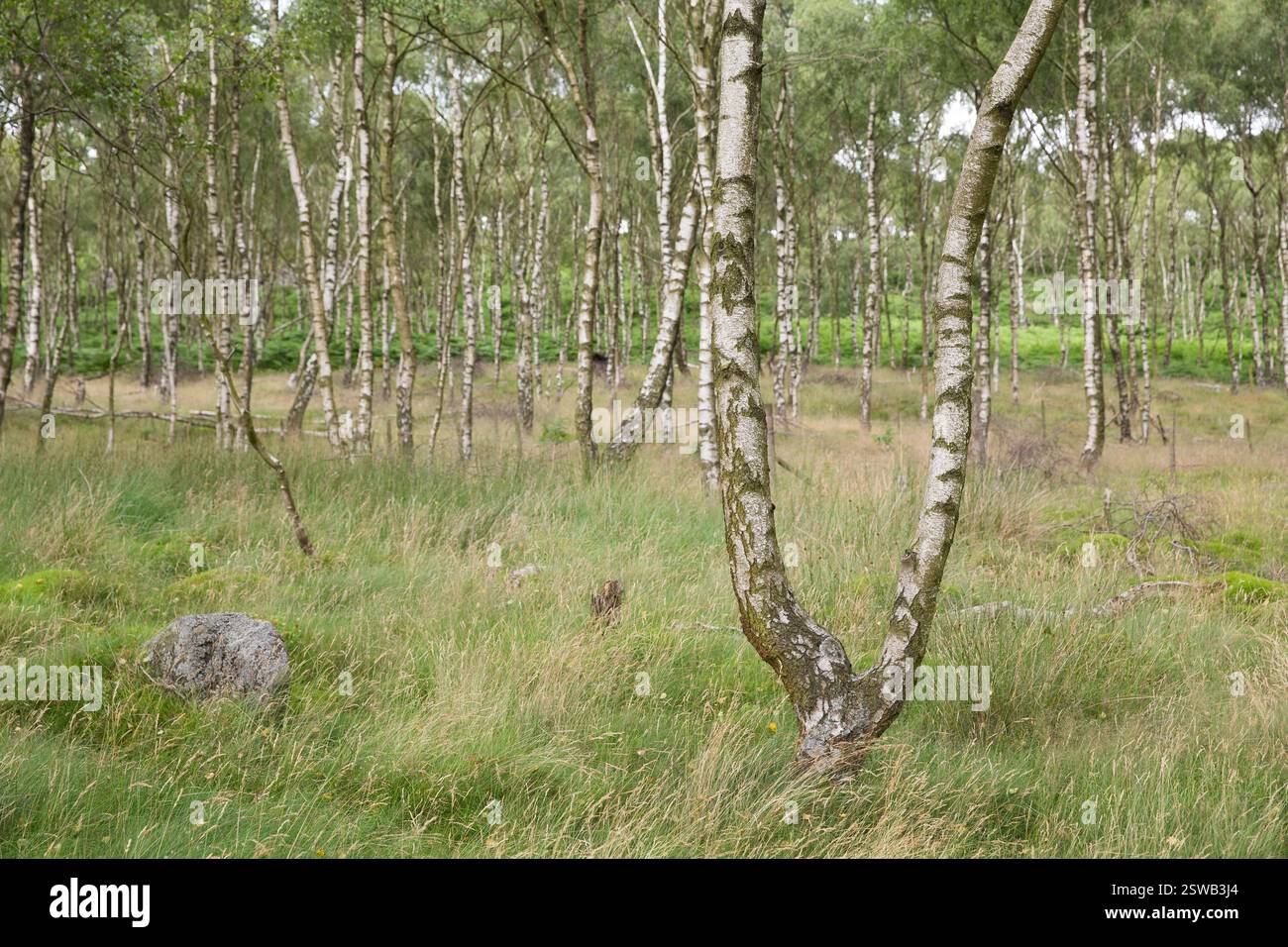 Birch trees in a grassy woodland, likely at the Peak District National ...