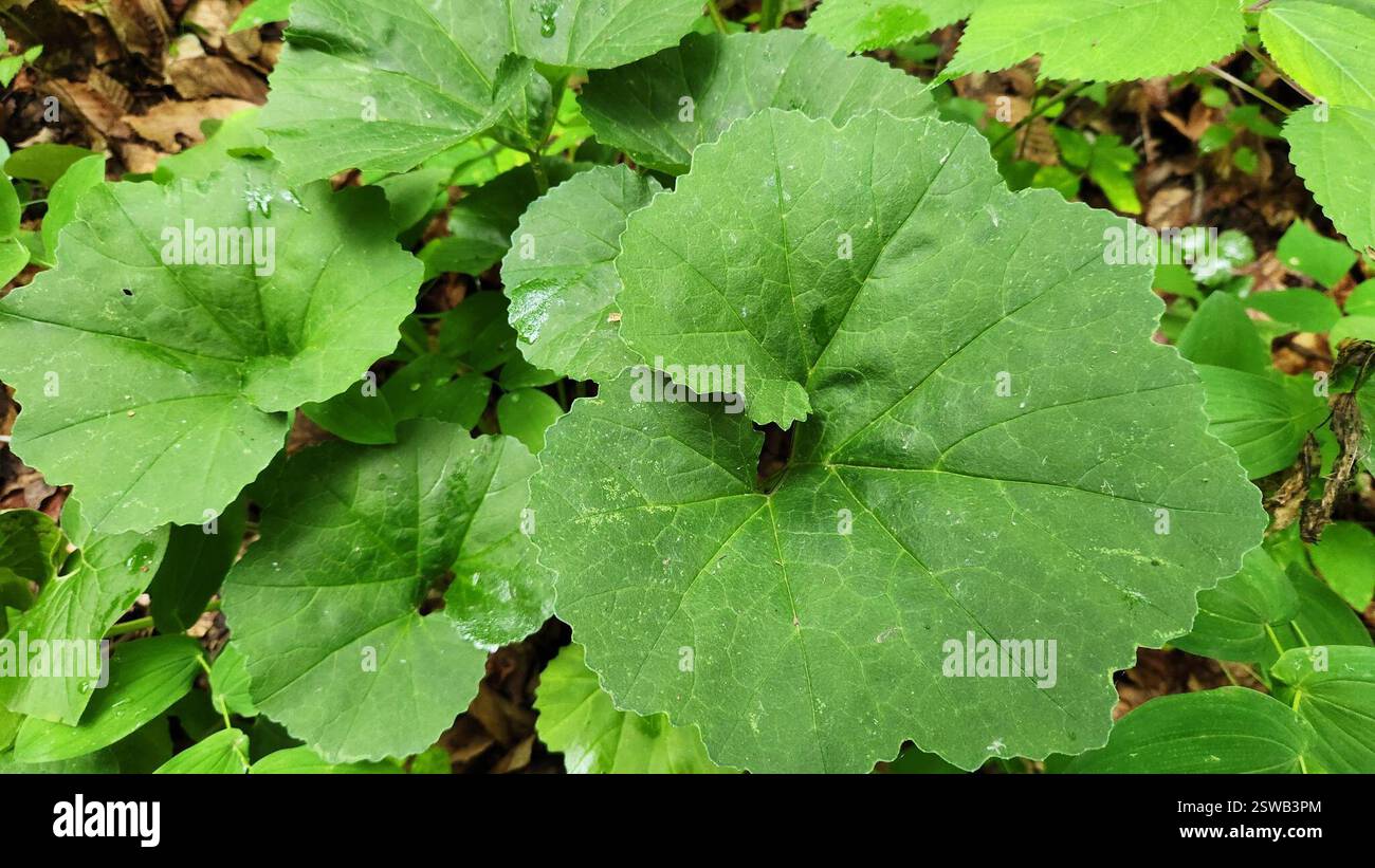 Great Indian Plantain (Arnoglossum reniforme), Plantae, Morgan County ...