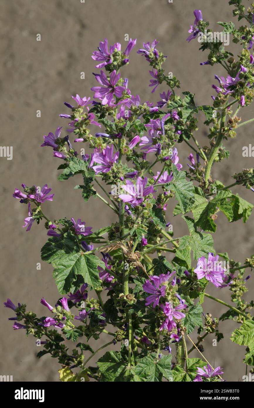 Common Mallow (Malva sylvestris), Plantae, Spike Island, Lower Church ...