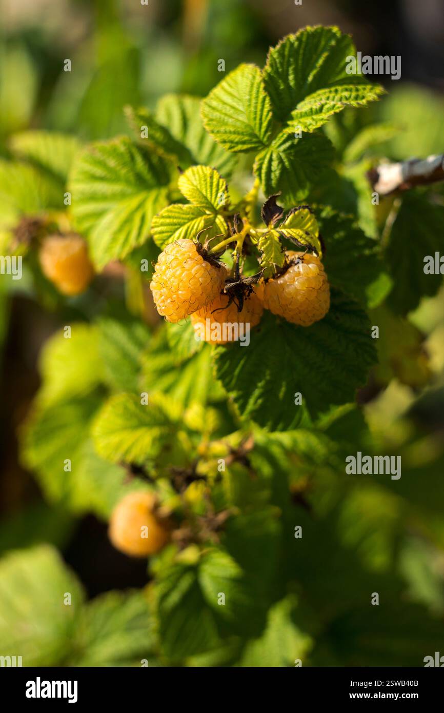 Yellow raspberry grows on a bush in the garden. Useful berries, summer ...
