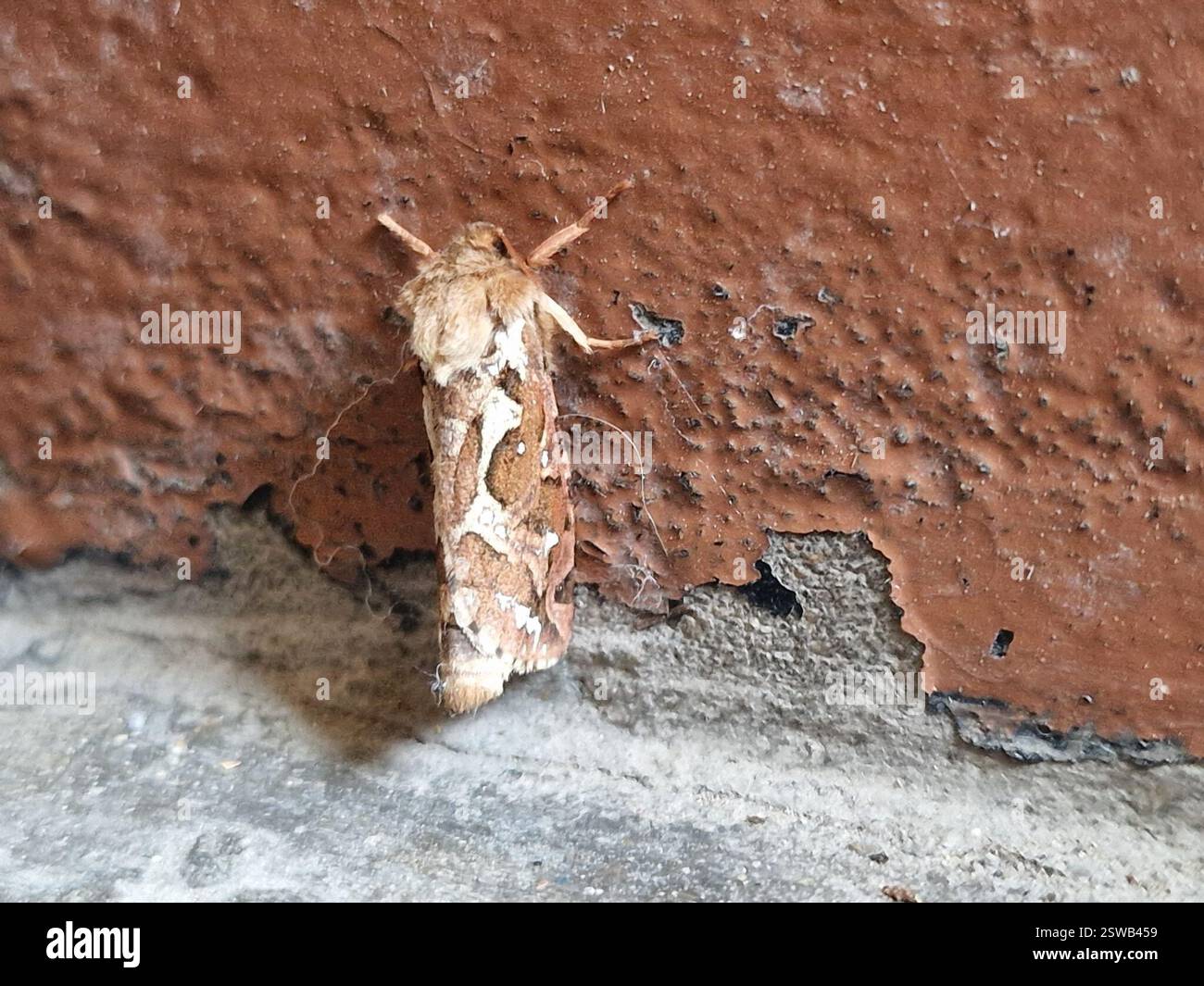 Map-winged Swift (Korscheltellus fusconebulosa), Insecta, Edinburgh ...