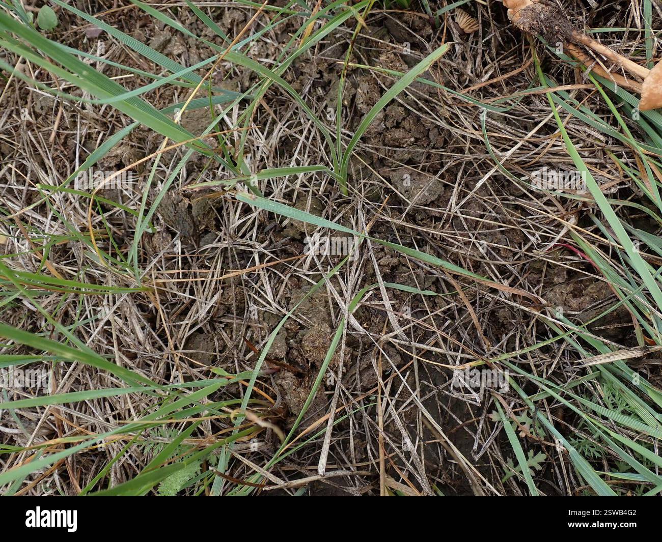 Common Gilled Mushrooms and Allies (Agaricales), Fungi, Mankota No. 45 ...