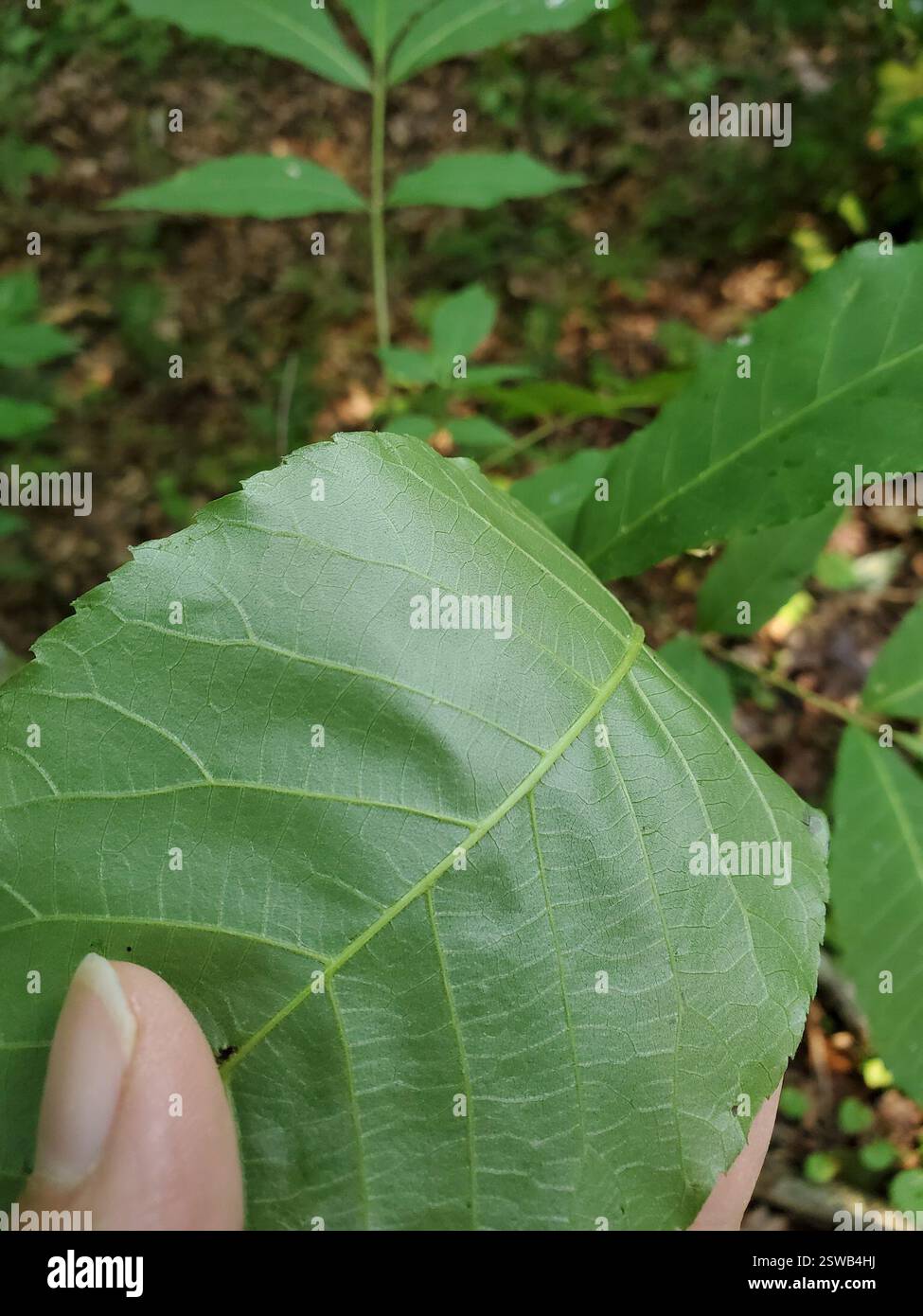 hickories (Carya), Plantae, Wisconsin, US, Possible hybrid between ...