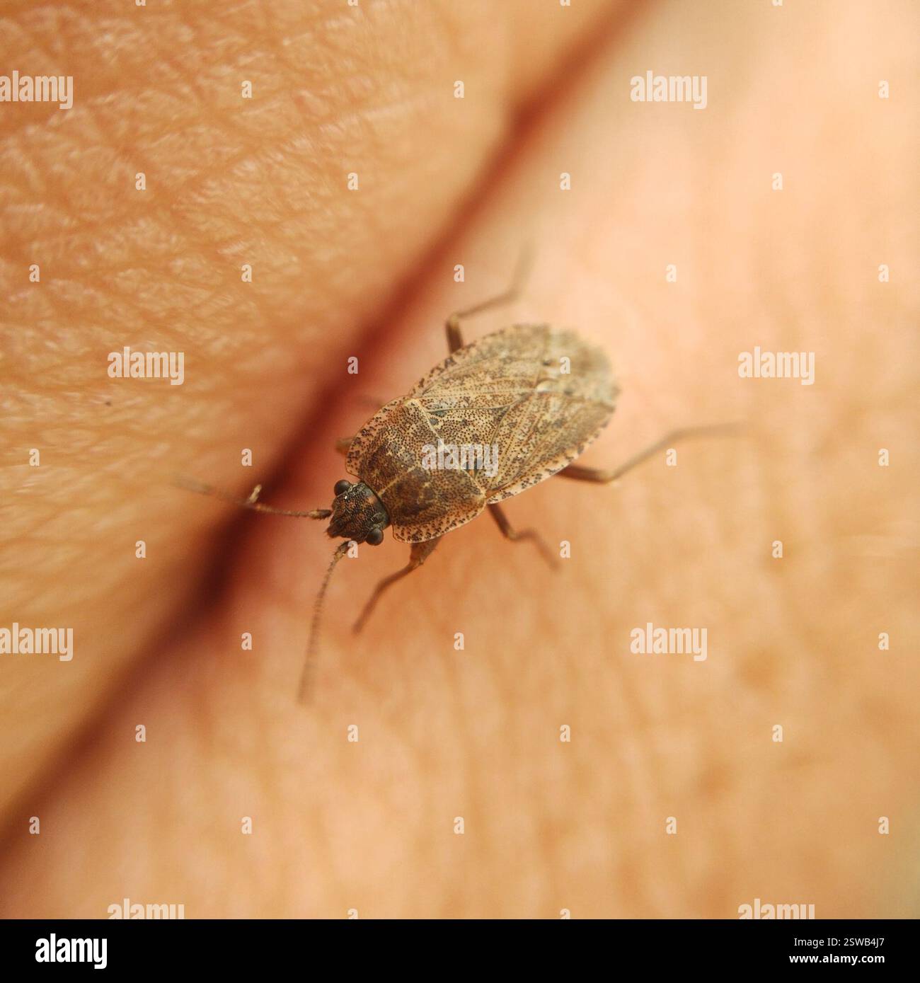 (Emblethis), Insecta, Kosanin dol, Pancharevo, Bulgaria Stock Photo - Alamy