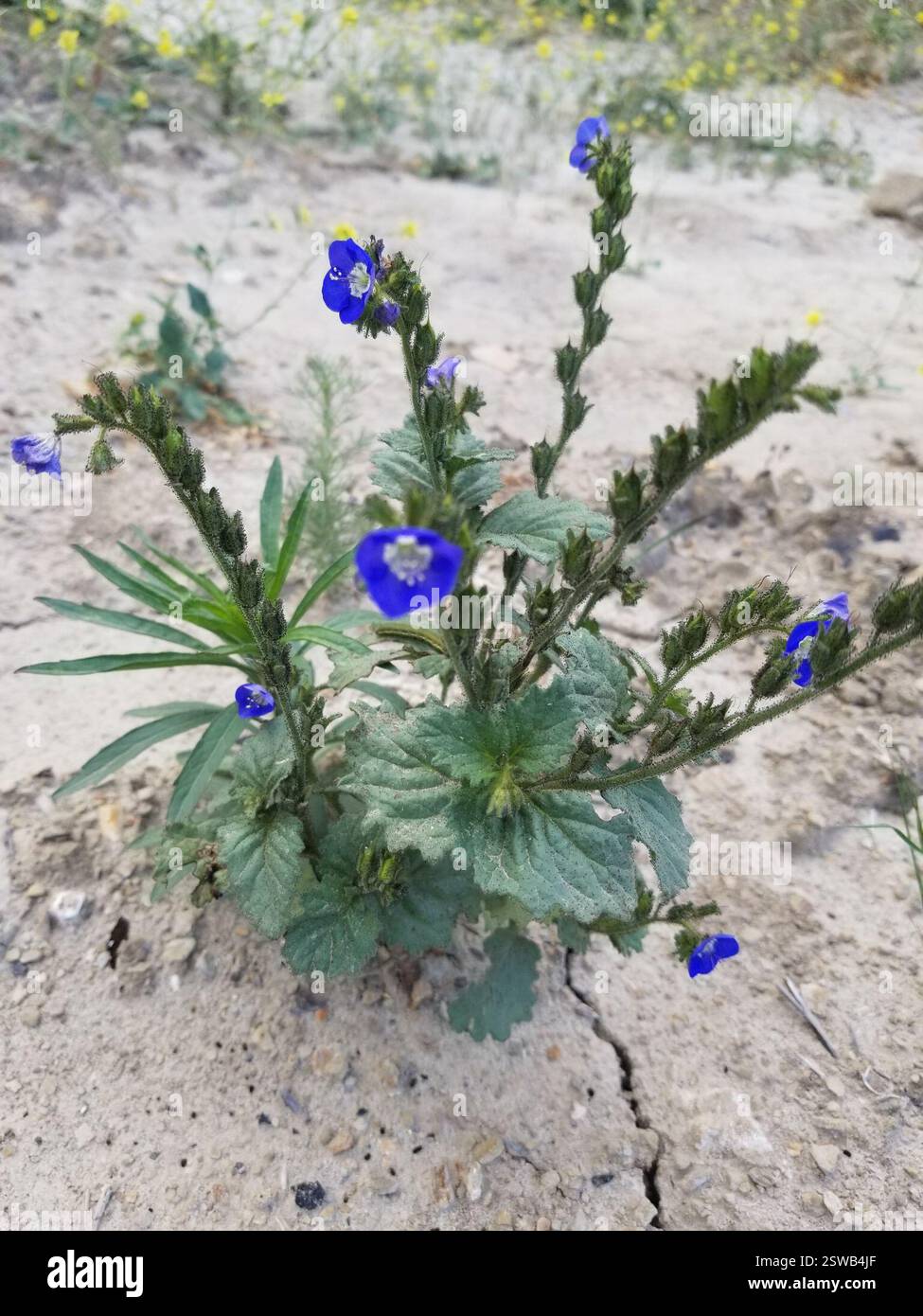 Sticky Phacelia (Phacelia viscida), Plantae, Piru, CA 93040, USA Stock ...